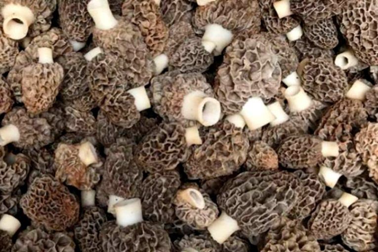 Cómo cocinar las colmenillas sin riesgo - Blog LCDLS