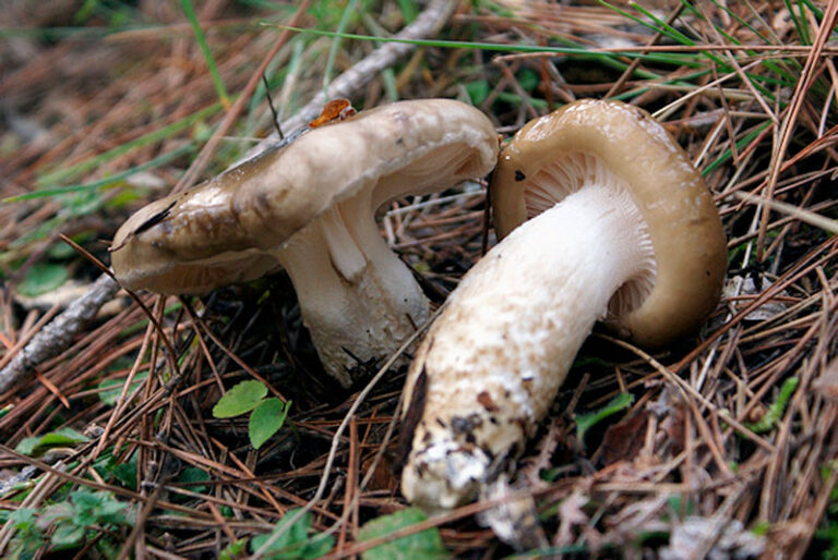 Llanega negra, la reina del frío (Hygrophorus latitabundus)