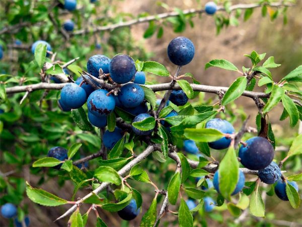 Frutos del bosque: delicias silvestres comestibles - Blog LCDLS