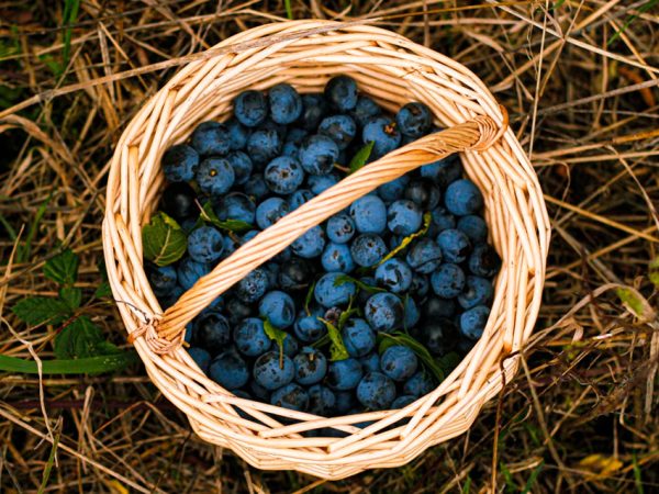 Frutos del bosque: delicias silvestres comestibles - Blog LCDLS