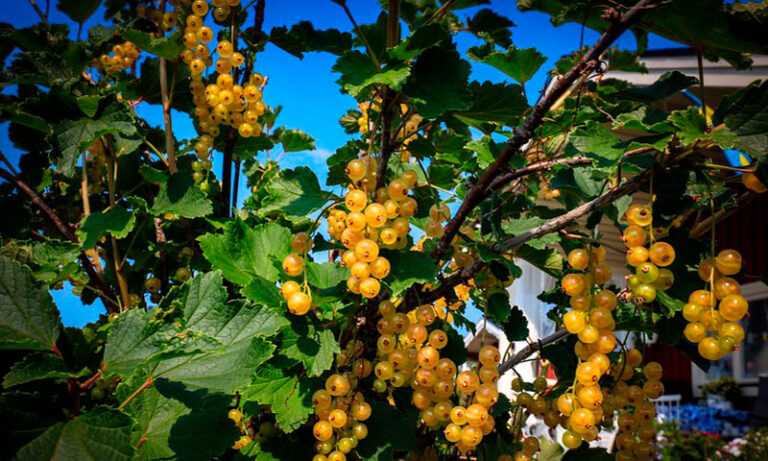 Grosellas, sabor y salud del bosque ⊛ Blog de Setas