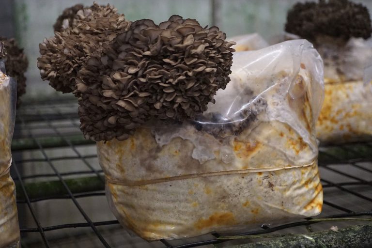 Maitake: propiedades del hongo grifola frondosa - Blog LCDLS