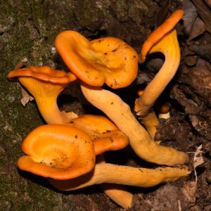 Seta de olivo: Omphalotus olearius - Blog LCDLS