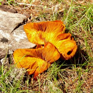Seta de olivo: Omphalotus olearius - Blog LCDLS