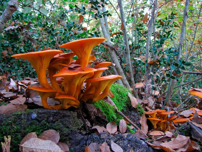 Seta de olivo: Omphalotus olearius - Blog LCDLS