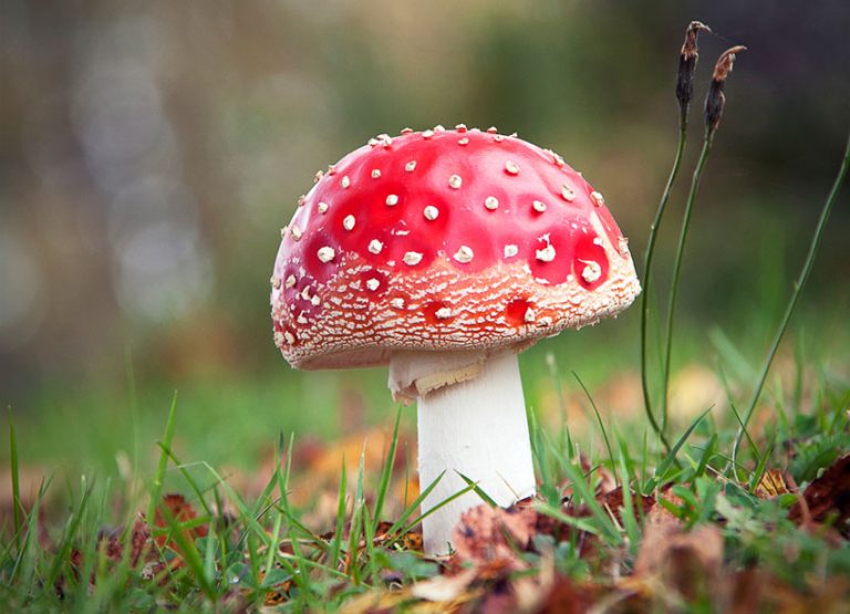 Amanita muscaria: la seta matamoscas