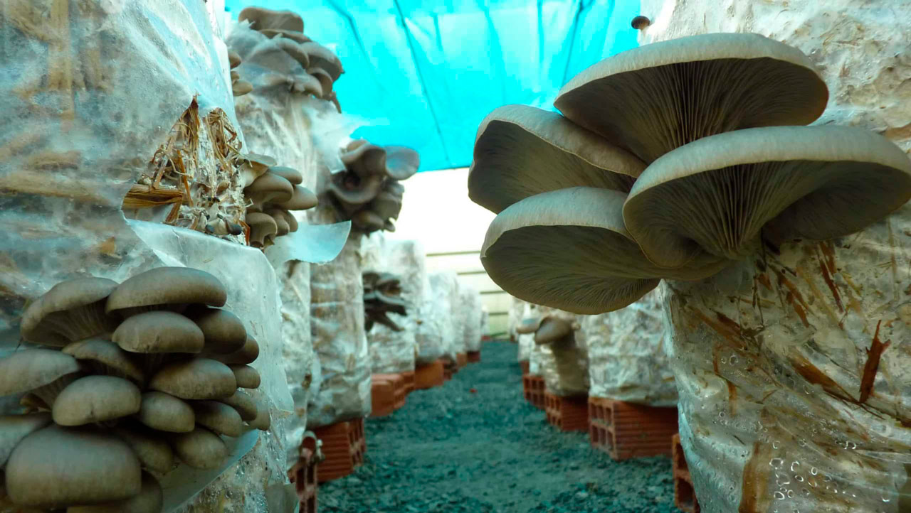 Cursos de formación para emprender un negocio de cultivo de setas ⊛ Blog de Setas