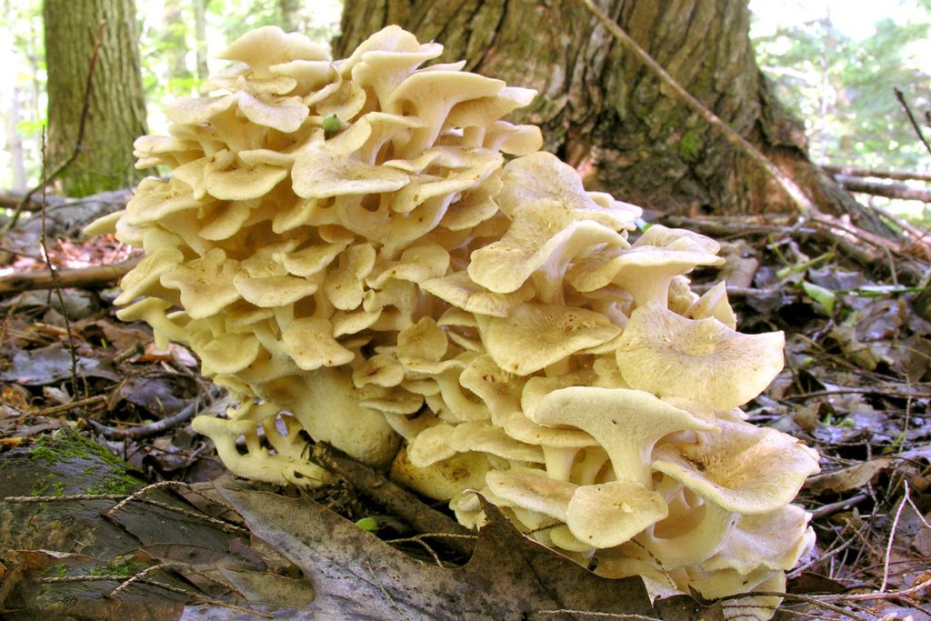 Polyporus umbellatus: el hongo drenante - Blog LCDLS