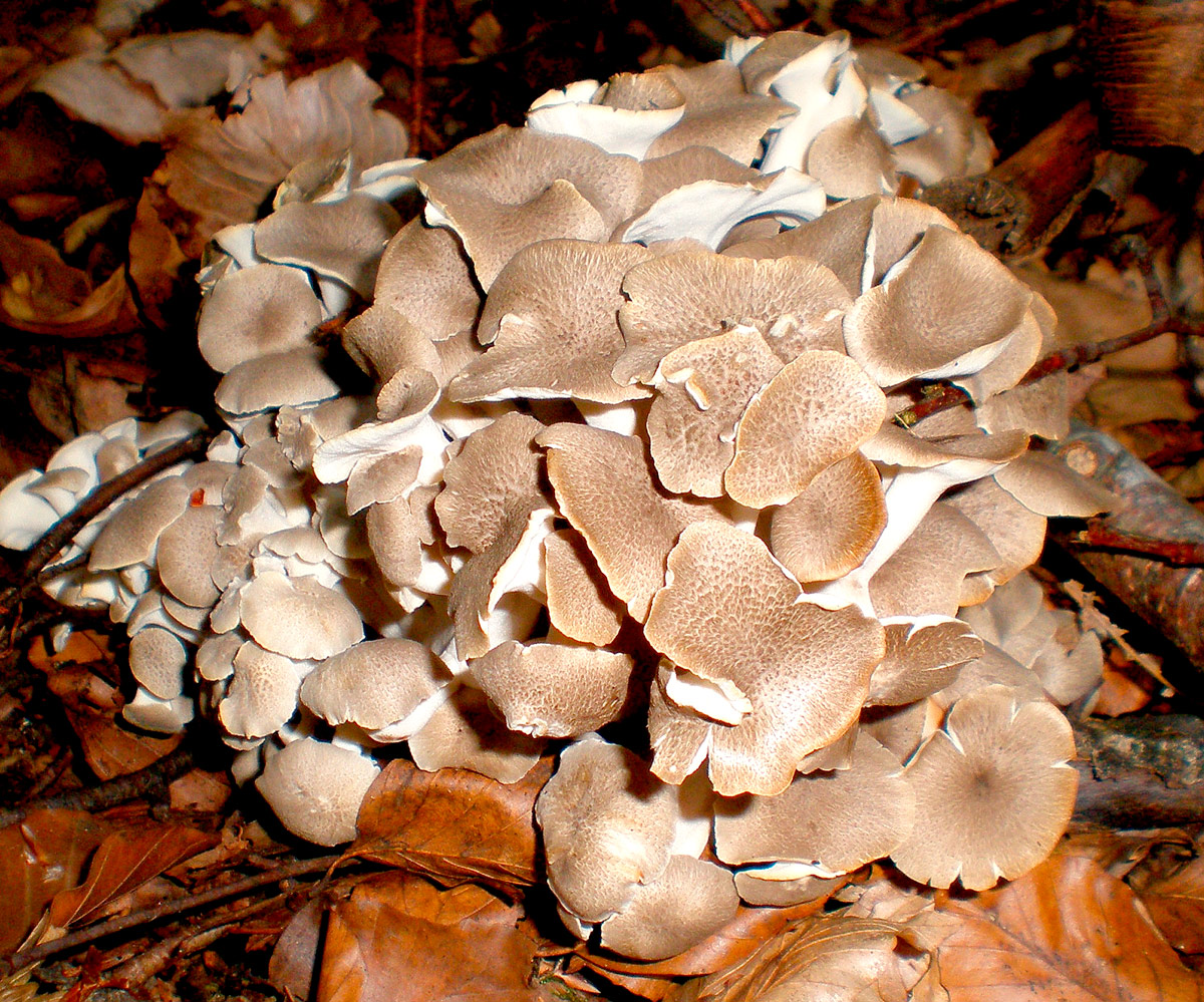 Polyporus umbellatus: el hongo drenante - Blog LCDLS