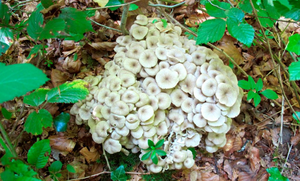 Polyporus umbellatus: el hongo drenante - Blog LCDLS