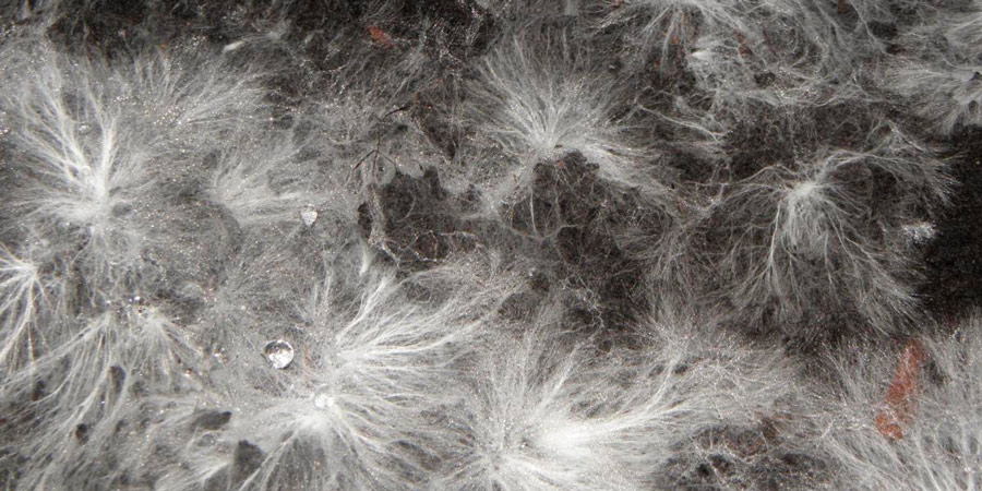 Micelio, la internet del bosque ⊛ Blog de Setas