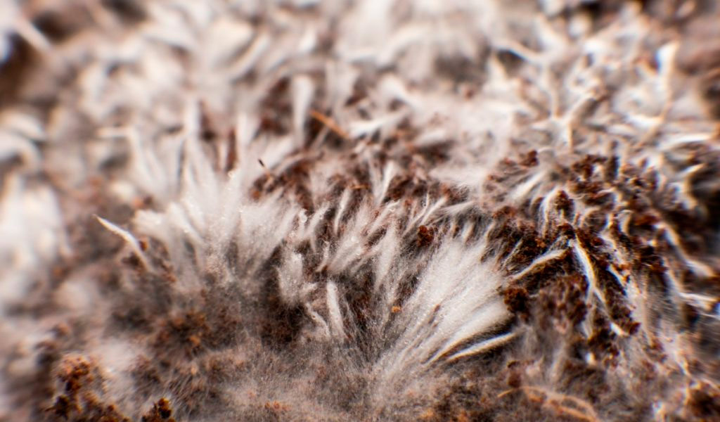 Micelio, la internet del bosque ⊛ Blog de Setas