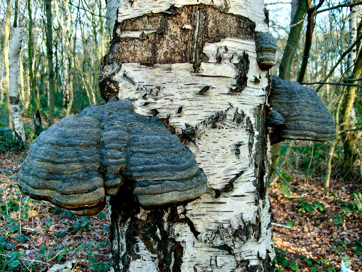 El hongo yesquero, yesca, fomes formentarius - Blog LCDLS