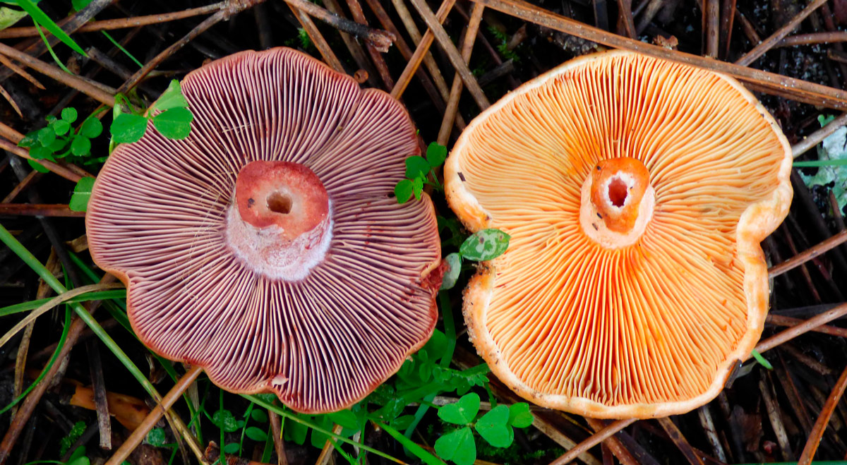 Lactarius deliciosus - Blog LCDLS