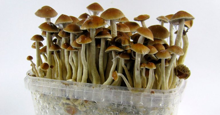 Setas alucinógenas: cultivo, efectos, riesgos y precauciones ⊛ Blog de Setas