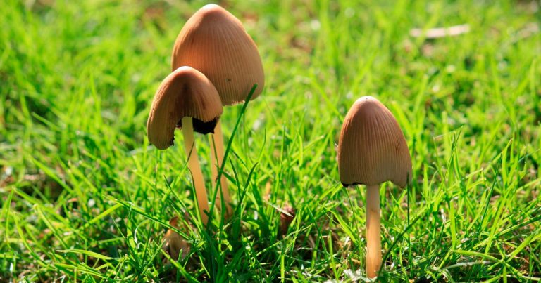 Setas alucinógenas: cultivo, efectos, riesgos y precauciones ⊛ Blog de Setas