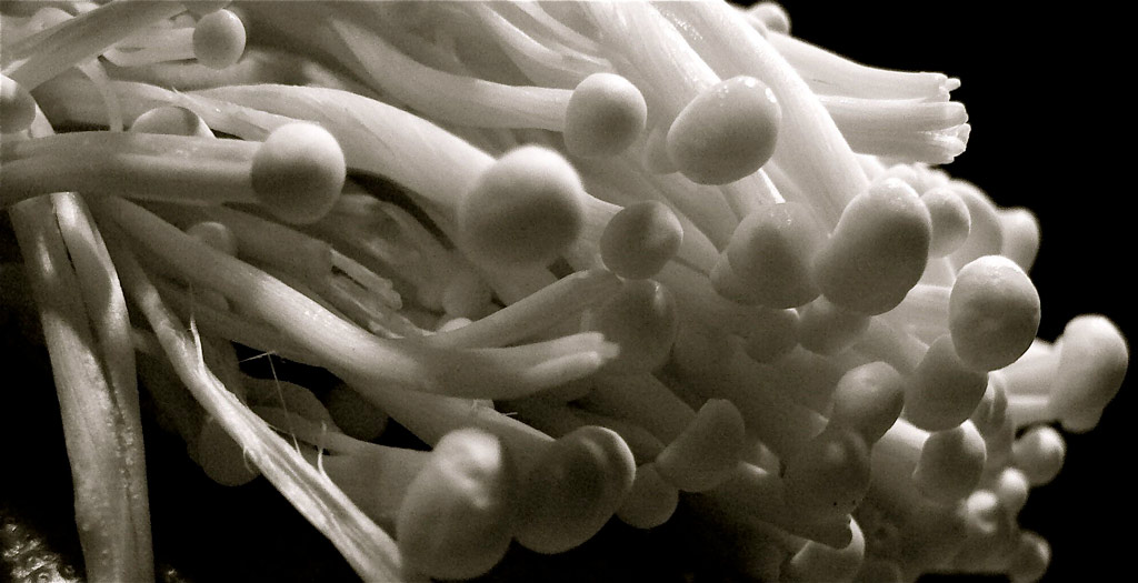 Enoki, seta Flammulina velutipes: delicados pies de terciopelo ⊛ Blog ...