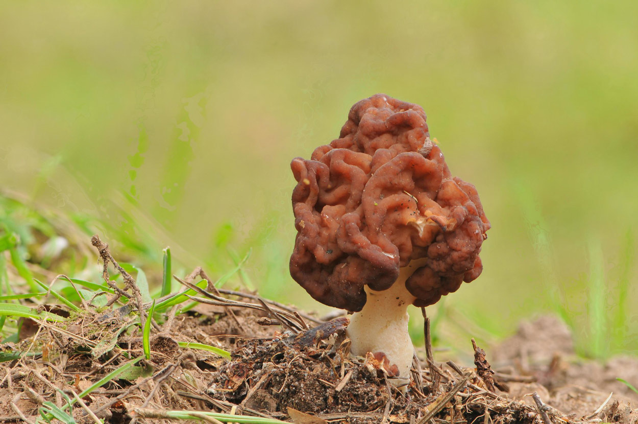 Gyromitra esculenta: El intrigante hongo bonete - Blog LCDLS