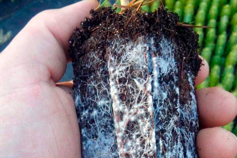 Micorrizas: las grandes amigas de las plantas - Blog LCDLS