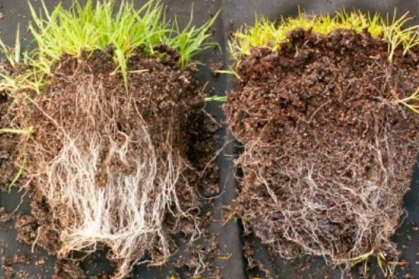 Micorrizas: las grandes amigas de las plantas - Blog LCDLS