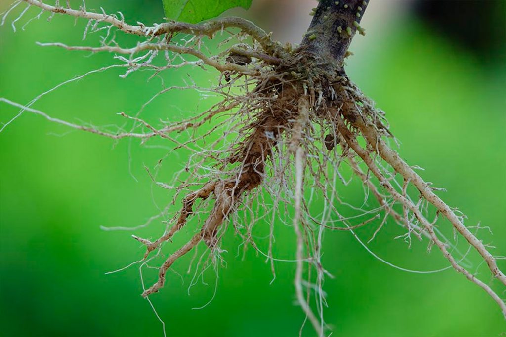 Micorrizas, las grandes amigas de las plantas ⊛ Blog de Setas