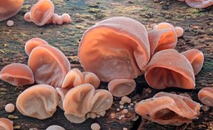 Auricularia judae: orea de judas - Blog LCDLS