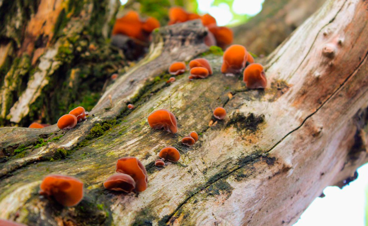 Auricularia judae: orea de judas - Blog LCDLS