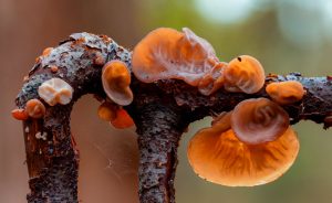 Auricularia judae: orea de judas - Blog LCDLS