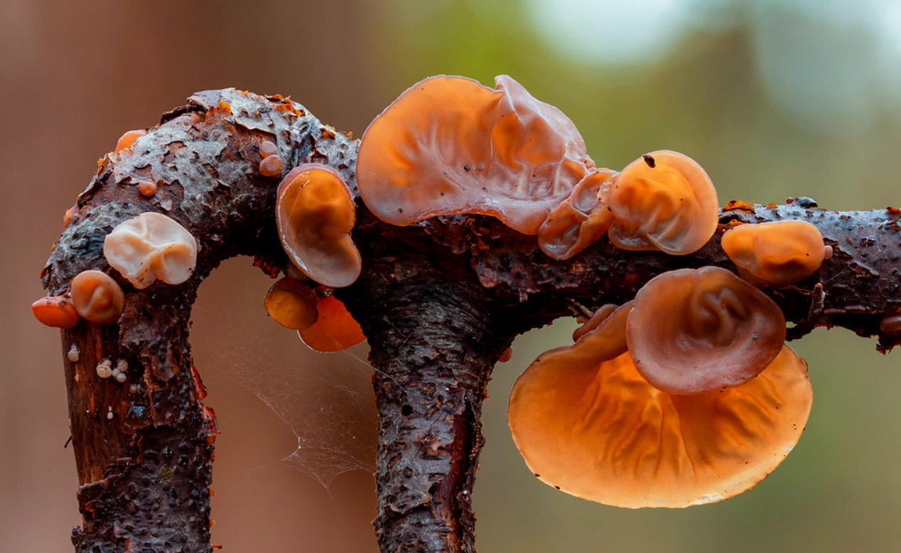 Auricularia judae: orea de judas - Blog LCDLS