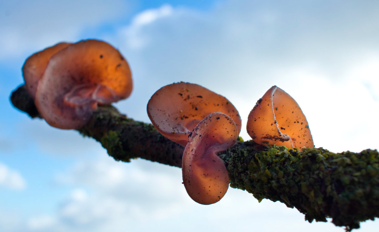 Auricularia judae: orea de judas - Blog LCDLS