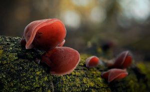 Auricularia judae: orea de judas - Blog LCDLS