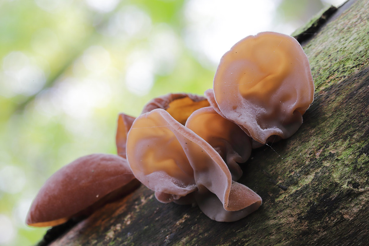 Auricularia judae: orea de judas - Blog LCDLS