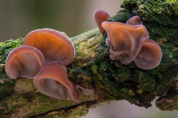 Auricularia judae: orea de judas - Blog LCDLS