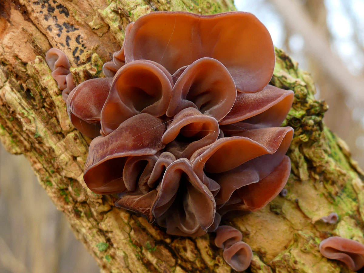 Auricularia judae: orea de judas - Blog LCDLS