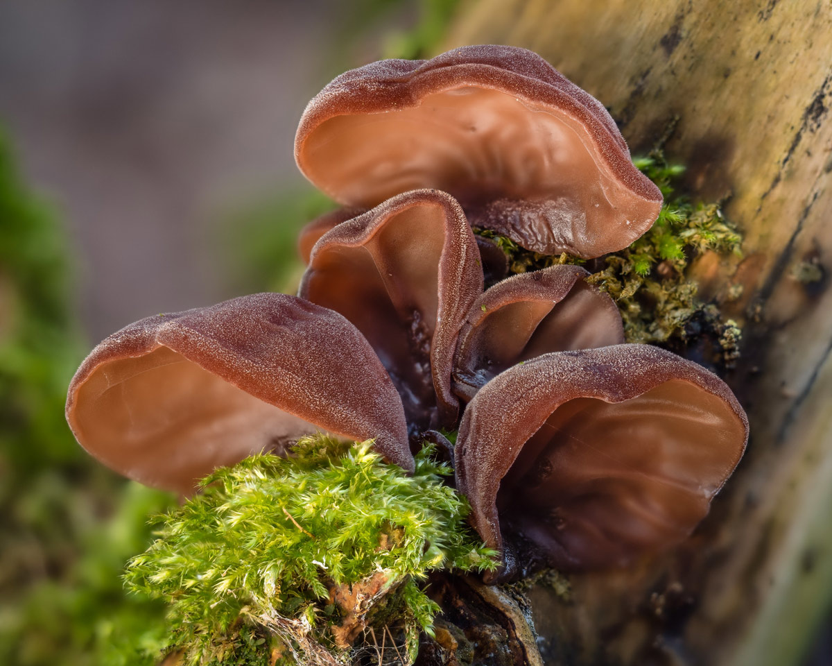 Auricularia judae: orea de judas - Blog LCDLS