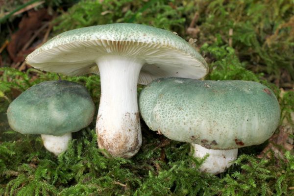 Russula virescens, seta de cura, giberludiña, llora verda, la russula ...
