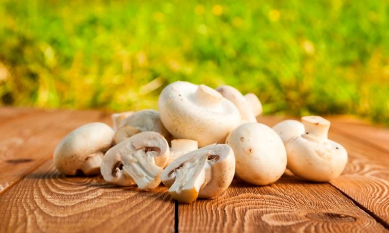 Blog de setas e información micológica | La Casa de las Setas ⊛ Blog de ...