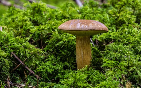Boletus badius: a delicious mushroom with excellent properties - Blog LCDLS