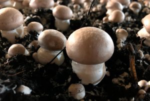 Hongos saprófitos y su papel en la naturaleza - Blog LCDLS