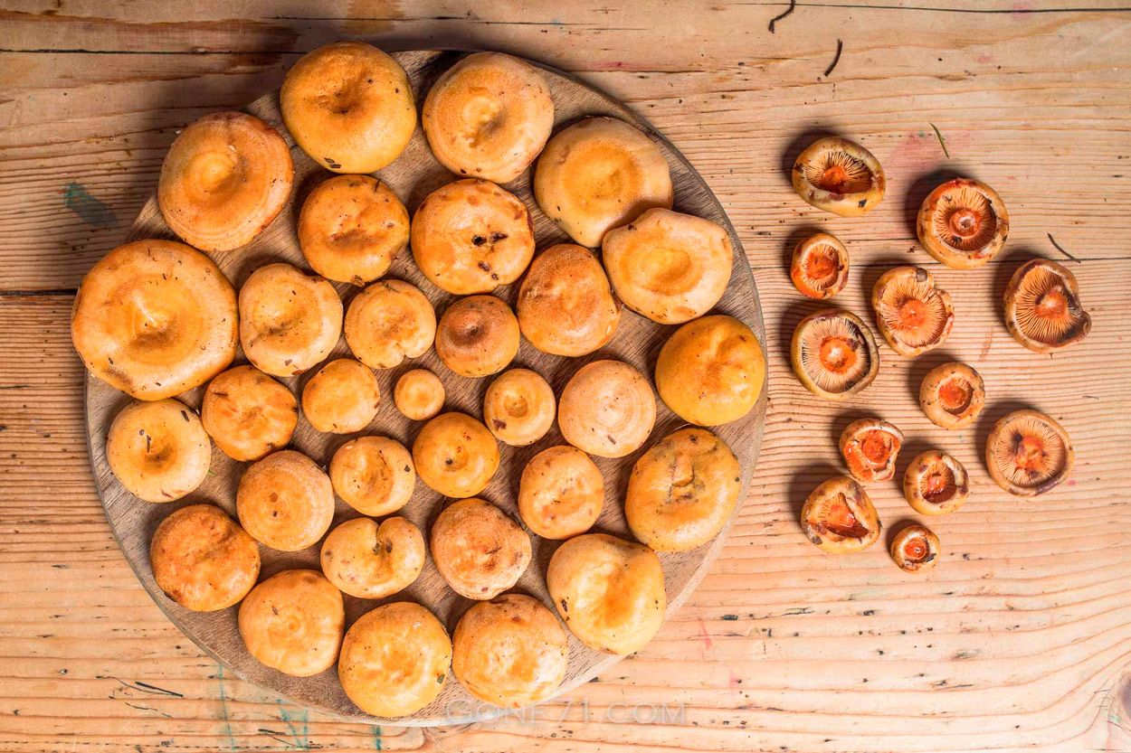 Recetas con níscalos - Blog LCDLS