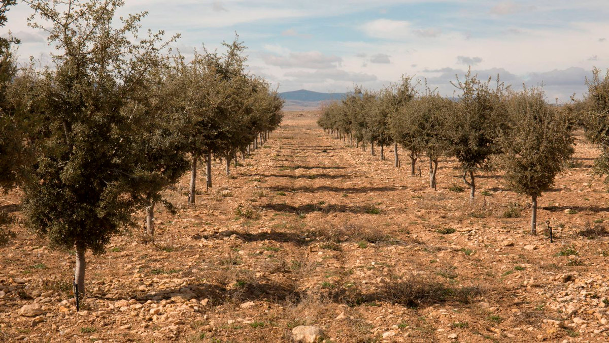 Cultivar trufa, cómo hacerlo paso a paso ⊛ Blog de Setas
