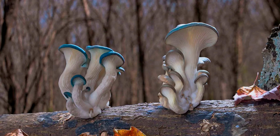 Fantastic Fungi: el documental los hongos fantásticos - Blog LCDLS