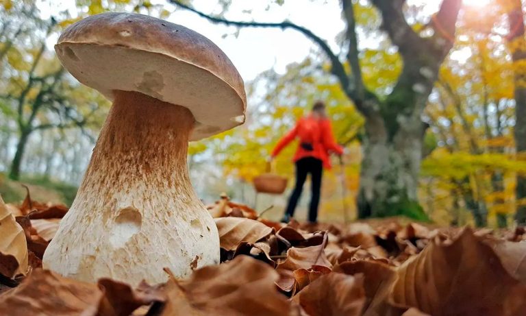 ¿Hay setas ya? descubre cuándo salen las setas después de las lluvias ...