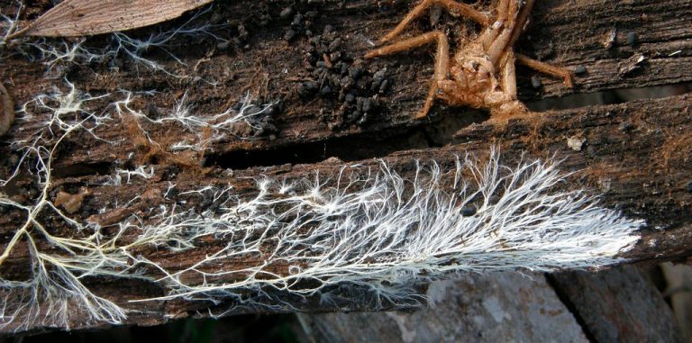 Hifas: los filamentos tubulares de los hongos - Blog LCDLS