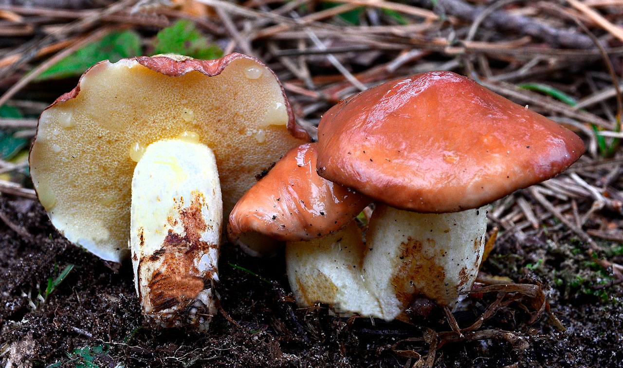 Suillus granulatus: el boleto granulado - Blog LCDLS