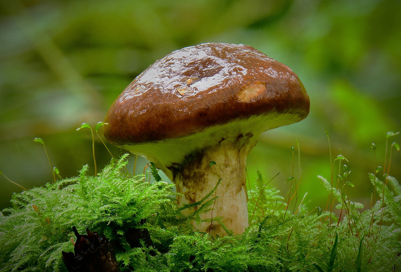 Suillus luteus: boletos deliciosos e pegajosos - Blog LCDLS