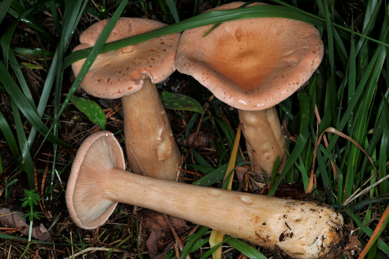 Clitocybe geotropa: Seta platera - Blog LCDLS