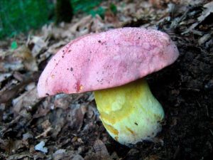 Boletus regius: boleto real - Blog LCDLS