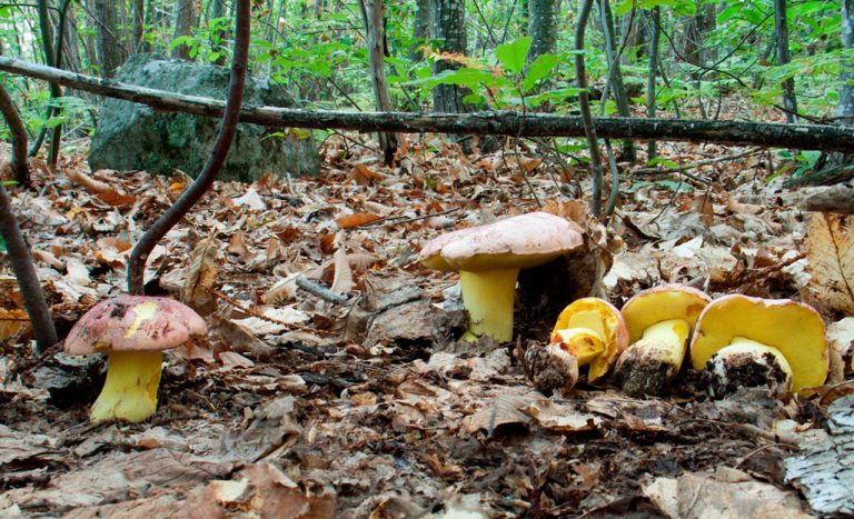 Boletus regius: boleto real - Blog LCDLS