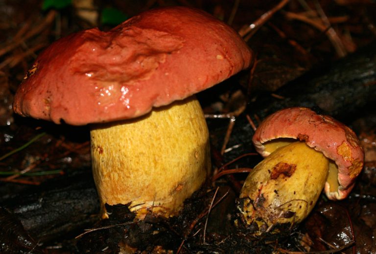 Boletus regius: boleto real - Blog LCDLS